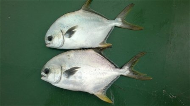 cá chim vàng, hải sản tươi sống