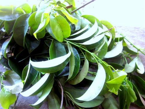 lá lồm, chuyên cung cấp lá lồm