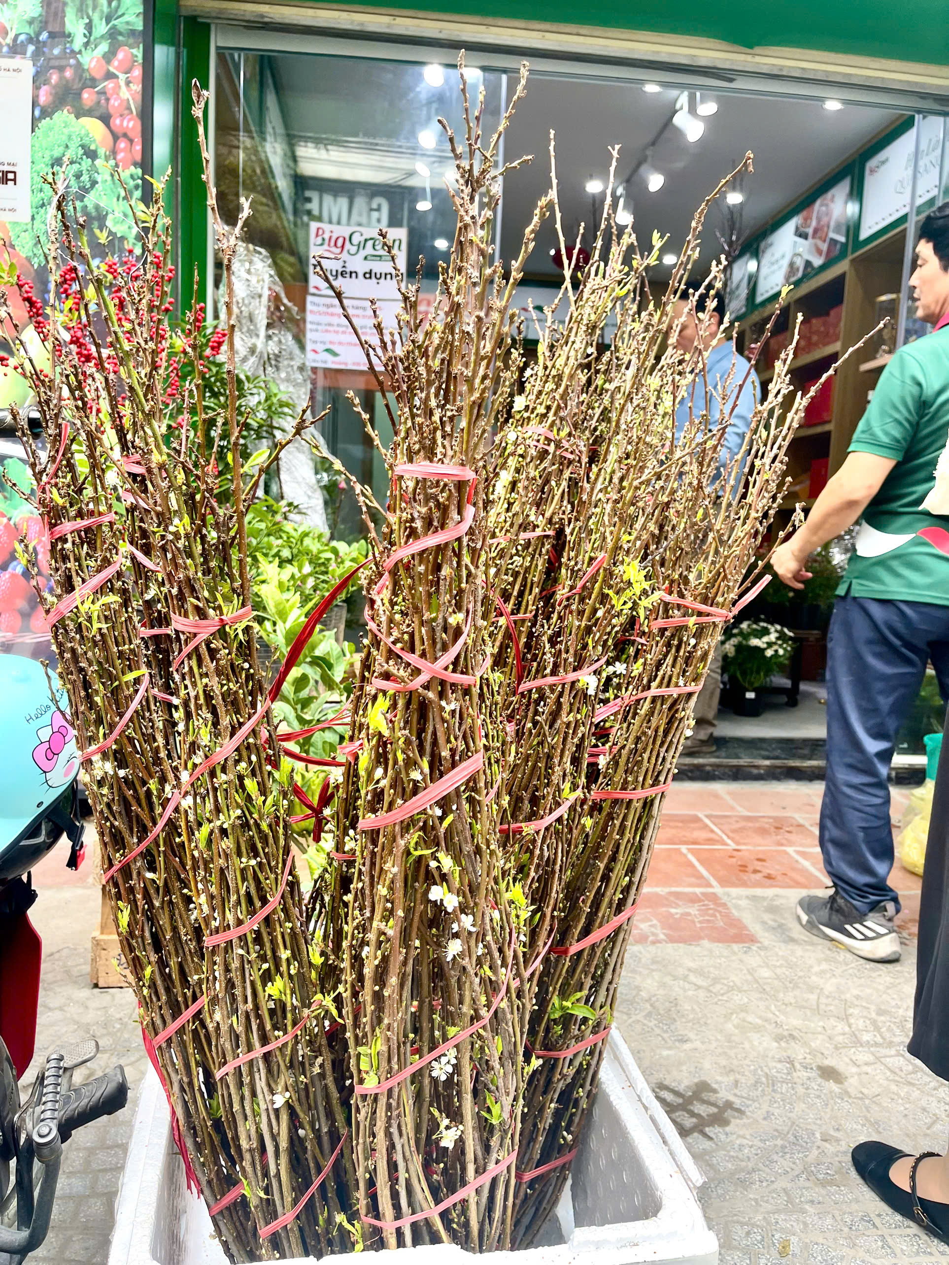 Hoa mận rừng, hoa mận rừng biggreen chuyên cung cấp mận rừng, hoa mận ...