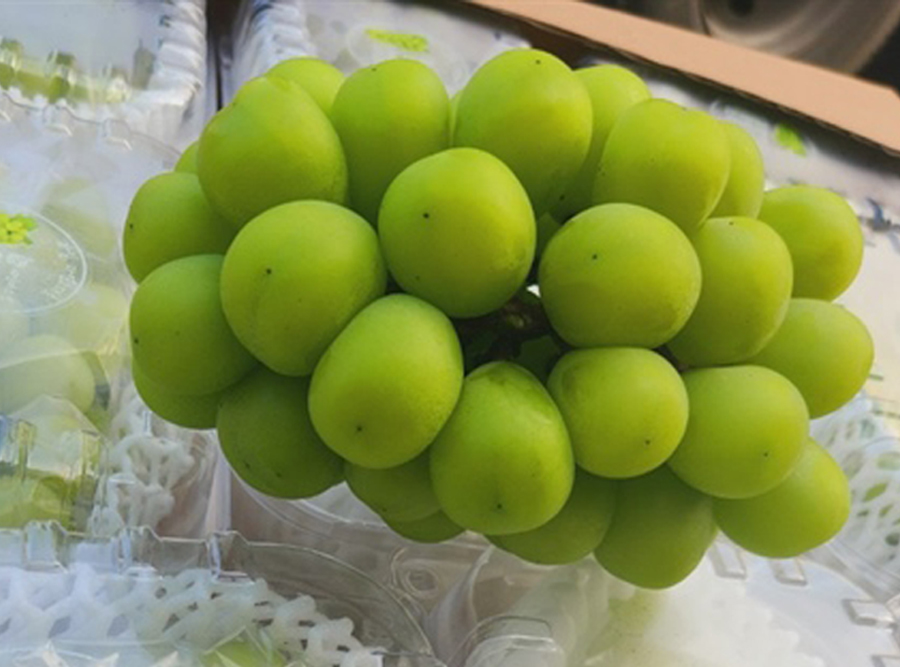 nho sữa hàn quốc mini, bán nho sữa hàn quốc mini, chuyên cung cấp nho ...