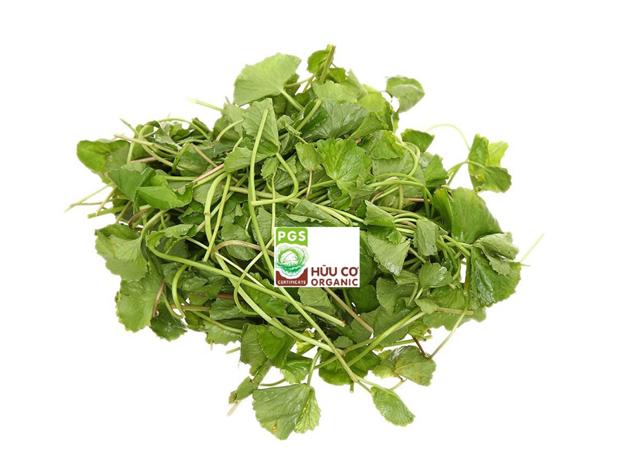 rau má, cung cấp rau má, chuyên cung cấp rau sạch, bán rau má, chuyên ...