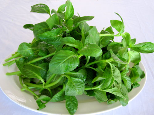 rau quế vị, chuyên cung cấp rau quế vị, chuyên cung cấp các loại rau ...